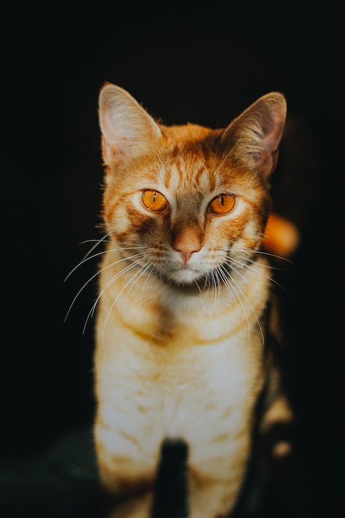 The Adventures of Maximillian Khartoum the third (Written and invented ...